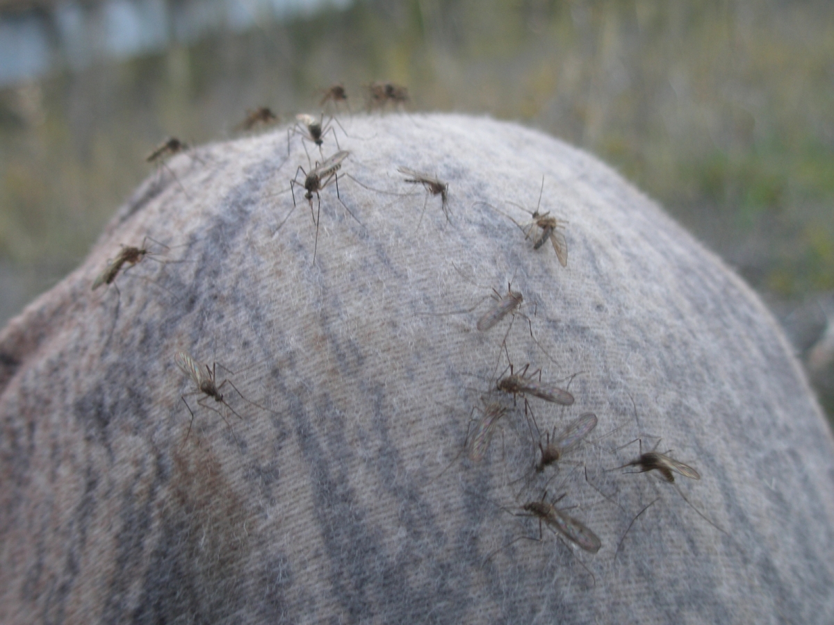 Alaska Moose Hunting and Bugs - Clearwater Alaska Outfitters